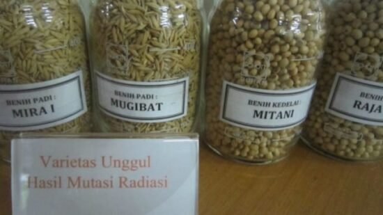 Nuklir, Iradiasi Pangan, dan Ketahanan Pangan Nasional zonaebt.com