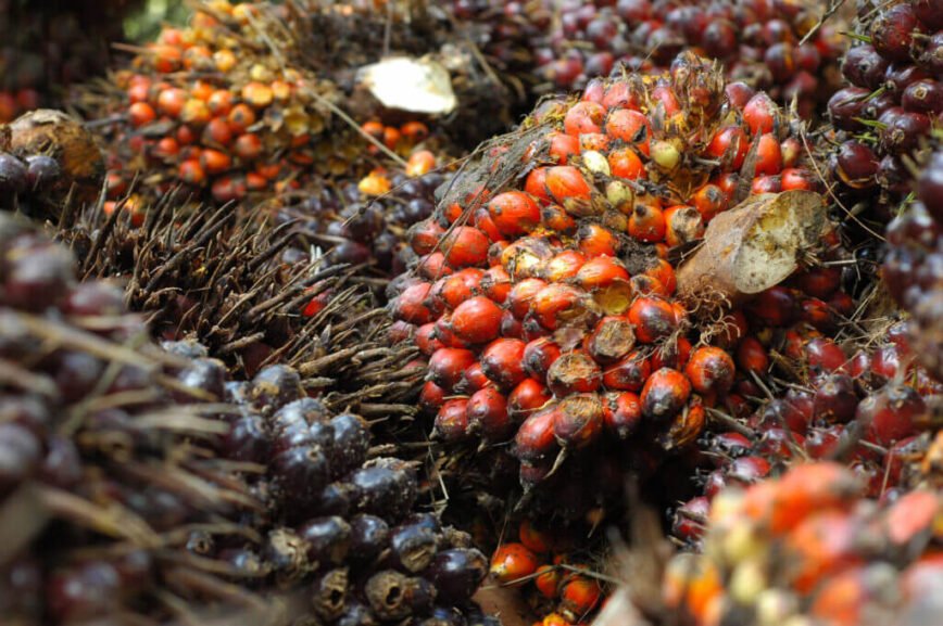 Palm Shell Biomass is Proven to be Used as Fuel for Steam Power Plants ...