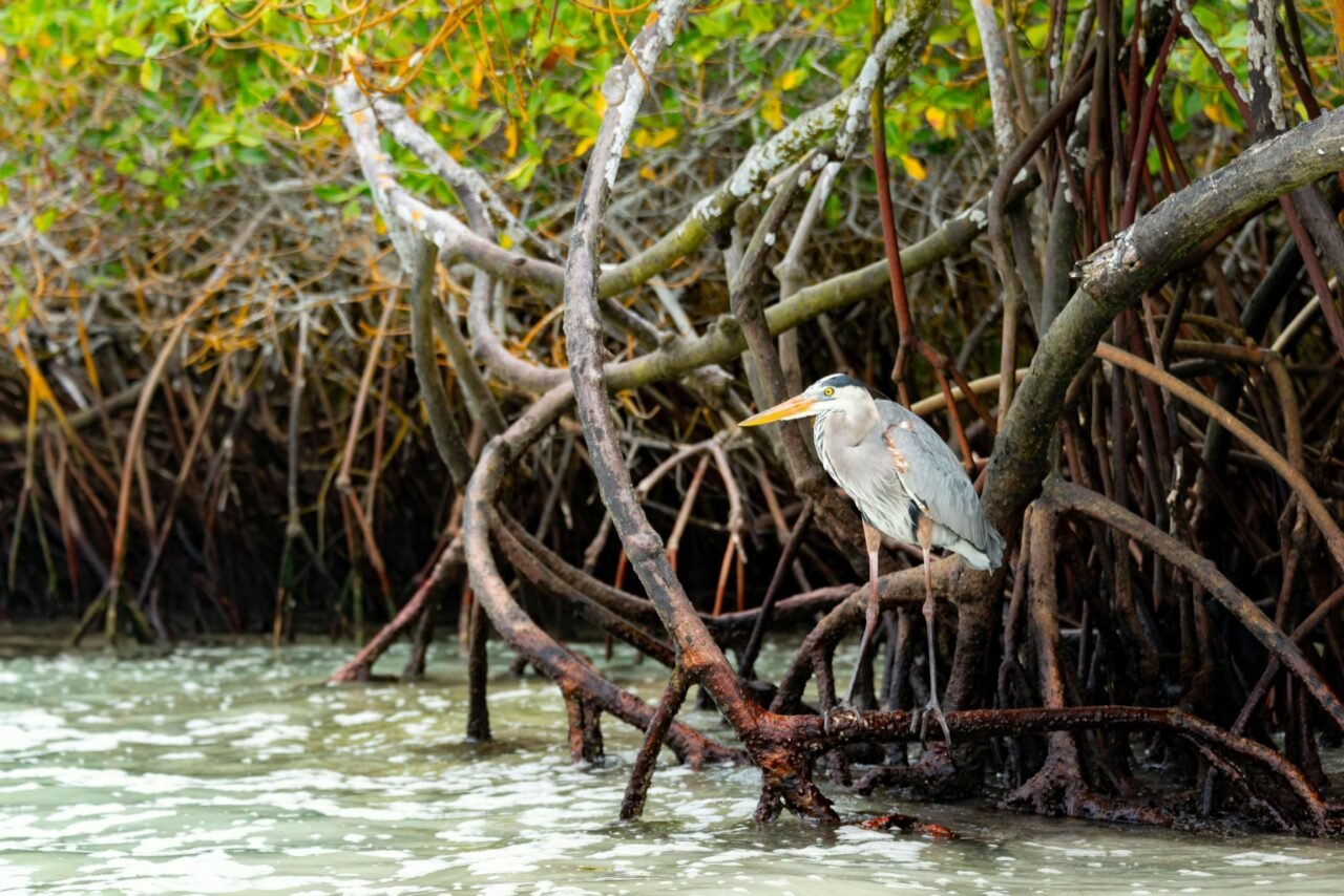 Don't Let Mangroves Go Extinct! This is the solution that must do right now