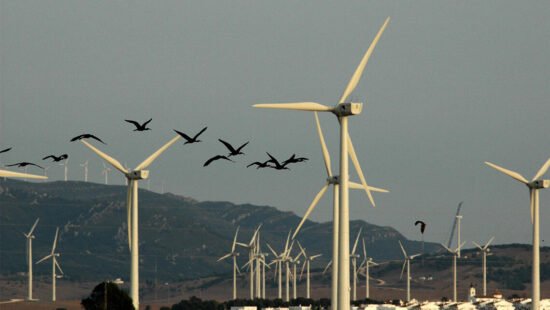 Advancing Wind Energy, No More Animal Harm - zonaebt.com
